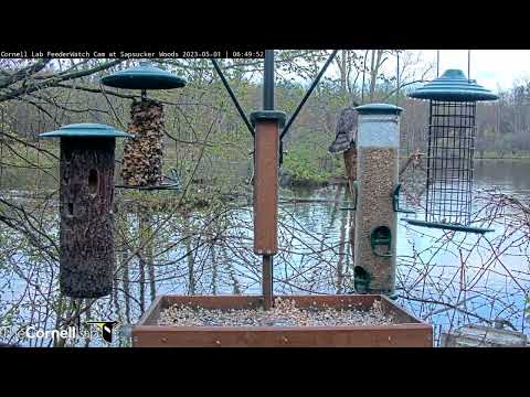 Cooper's Hawk Perches Behind Cornell Feeders! May 1, 2023