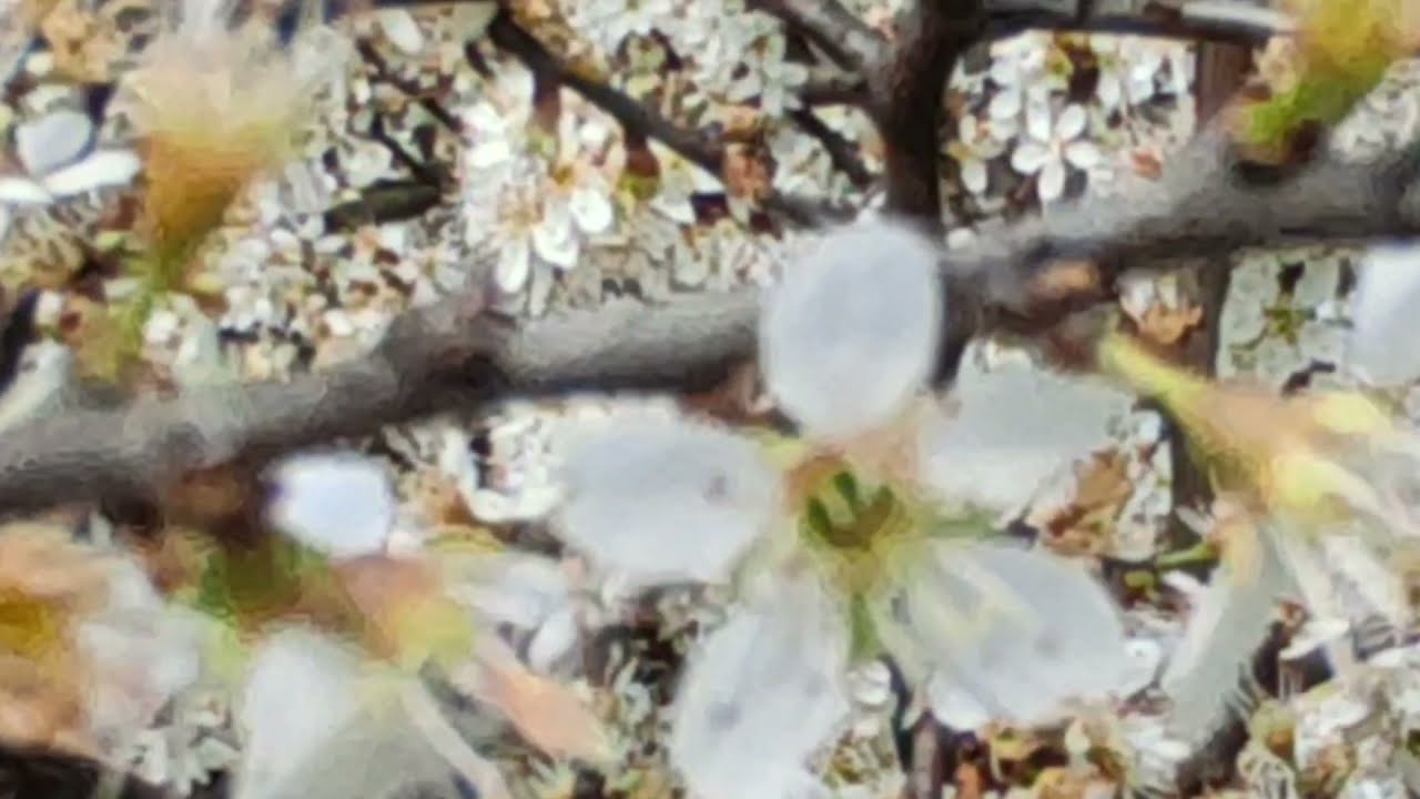 TRNJINA (Prunus spinosa) SRPSKA ARONIJA ZA PROBAVNE I DISAJNE PUTEVE ...