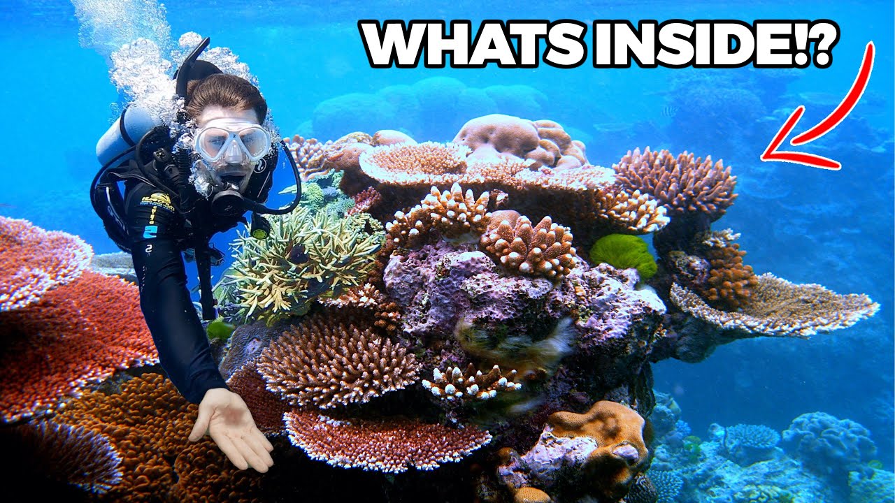 Diving the Great Barrier Reef | Australia's Underwater Paradise