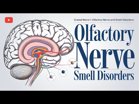 Olfactory Nerve | Understanding Its Role in the Sense of Smell