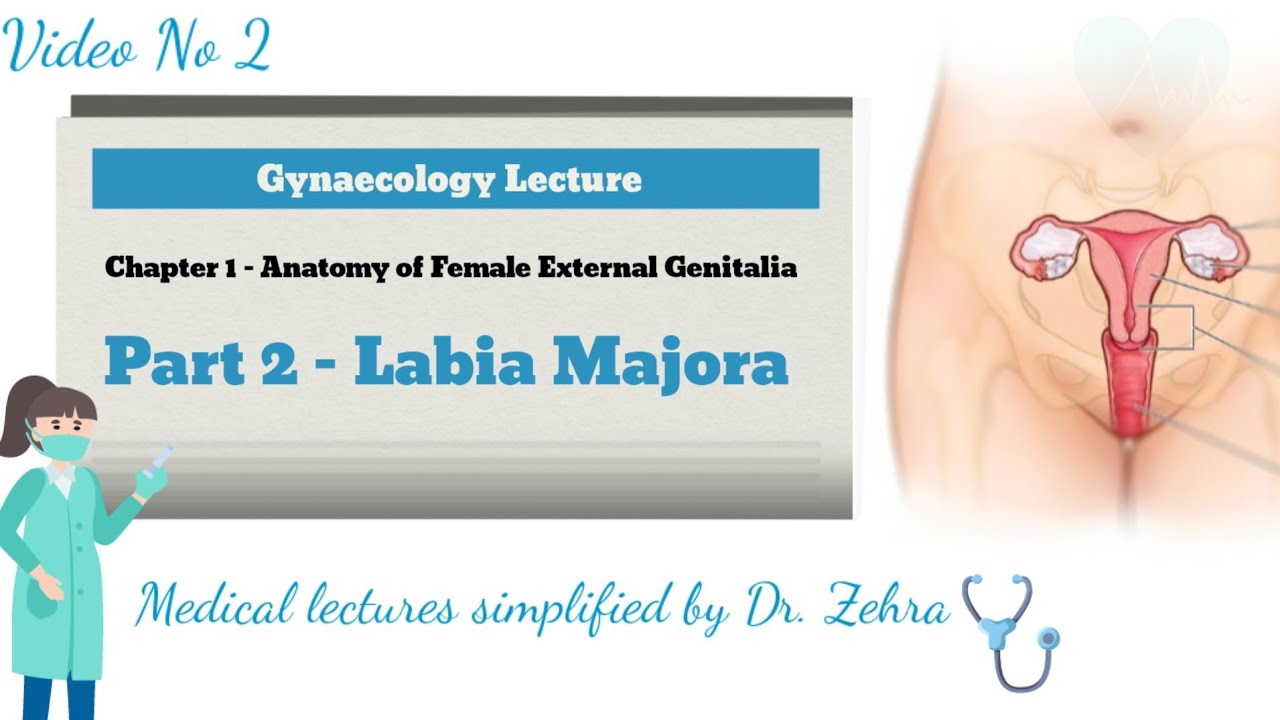 Labia Majora Anatomy | Female External Genitalia Explained | Part 2 | Gynecology Lecture
