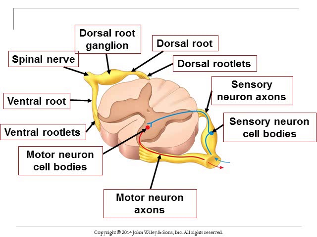 Understanding Internal Spinal Cord Anatomy: Key Structures and ...
