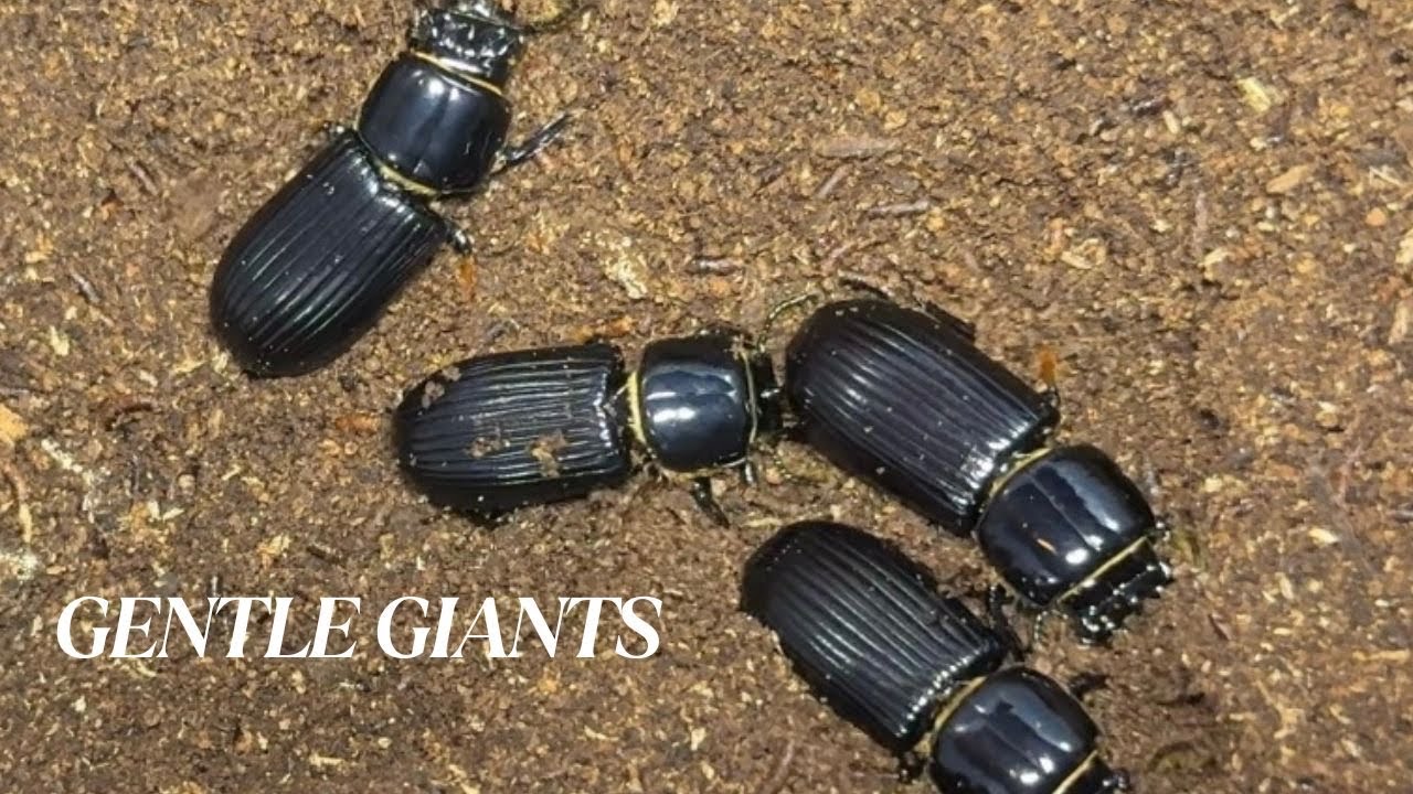 Keeping Bess Beetles: Easy & Fascinating!