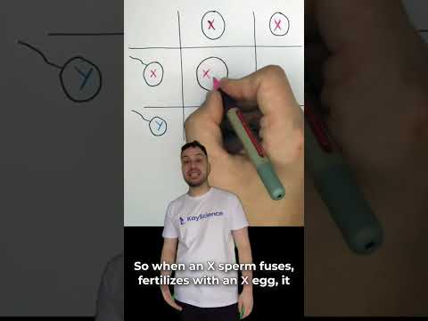 🧬 XX & XY Chromosomes Explained in 30 Seconds! 👶 | GCSE Biology