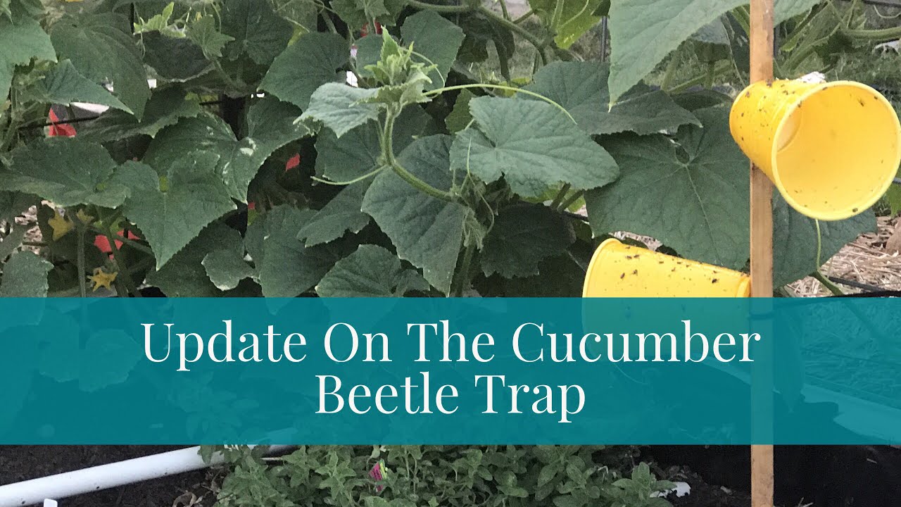 Our DIY Cucumber Beetle Trap is Working!