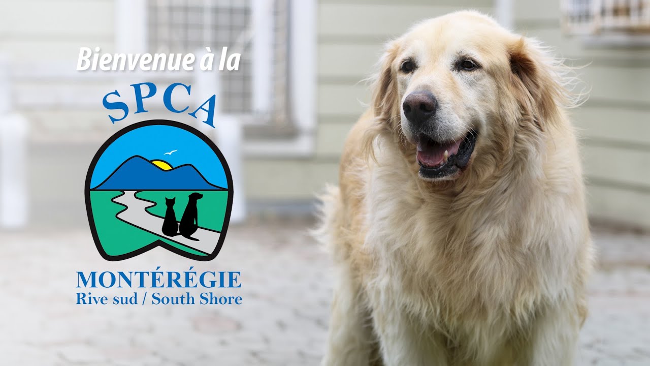 Bienvenue à la SPCA Montérégie