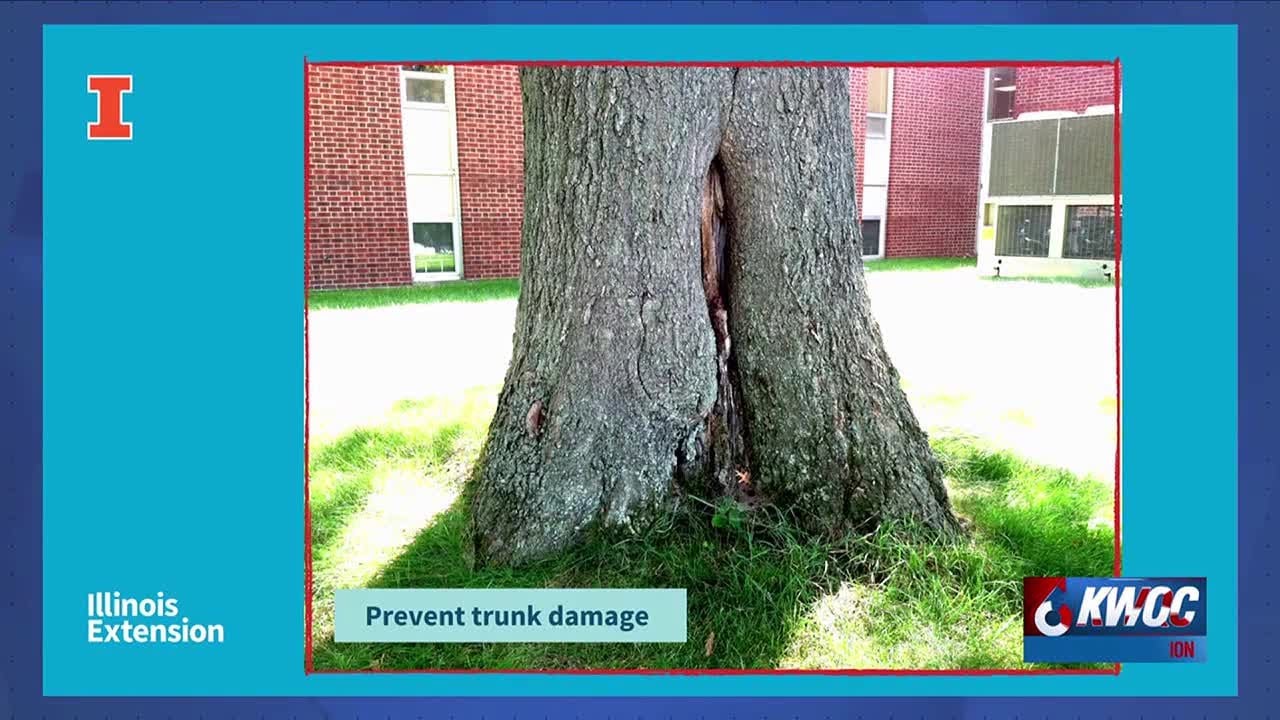 Strategies for landscape tree preservation