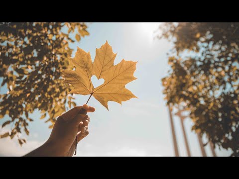 Lazaridis School Bachelor of Business Admin Webinar