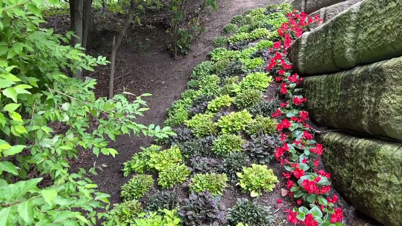 Update on Ajuga Planting