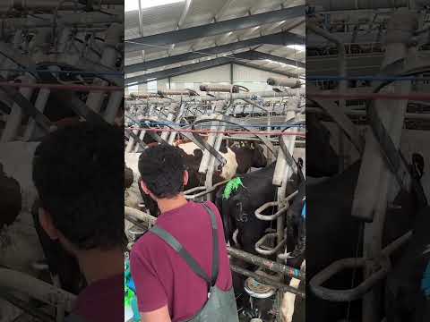 Why are Colors applied on the tail of Cows in Modern Dairy Farms?