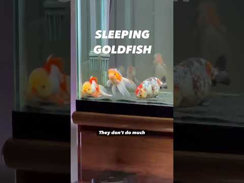 Did you know that goldfish SLEEP?!