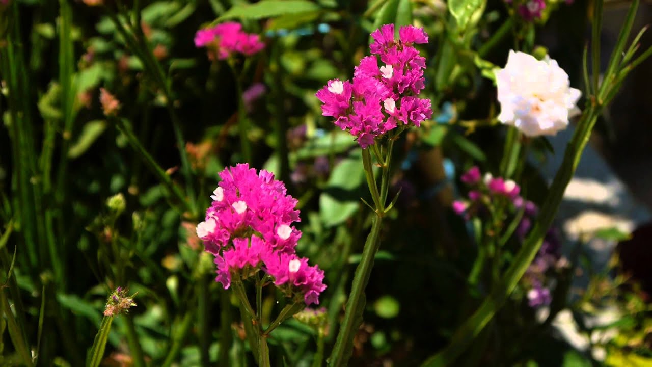 Free Stock Footage: Pink Flowers