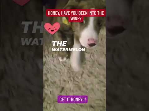 Honey can do the Watermelon Crawl