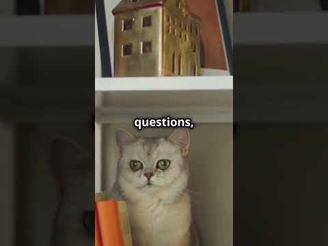 Cat Breed Spotlight (Anthropomorphized: Work/School) #cute #petpeeves #cat #kitten #pets #funny