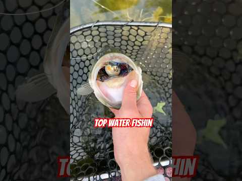 Do You Like Top Water Fishing?🎣 #fyp #fishing #foryou