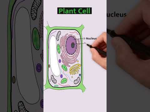 Plant cell
