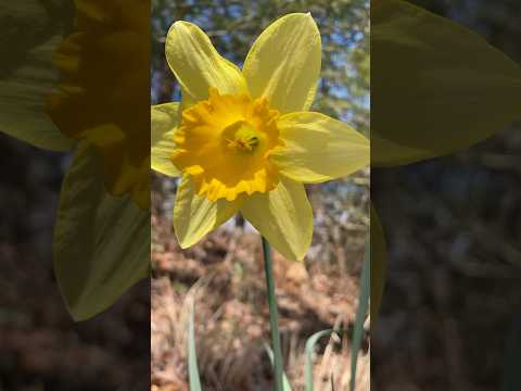 Spring Yellow daffodil flowers #flowers #fyp #ytshorts #yt #ytshort #shortsfeed #shorts #shortvideo