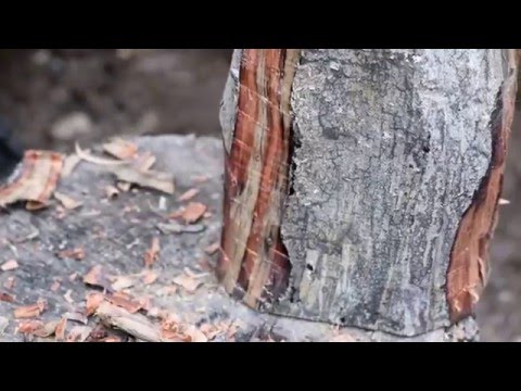 Bushcraft Fatwood, Pine knot, lighter pine. Exposing the hidden beauty in a log of neglected fatwood
