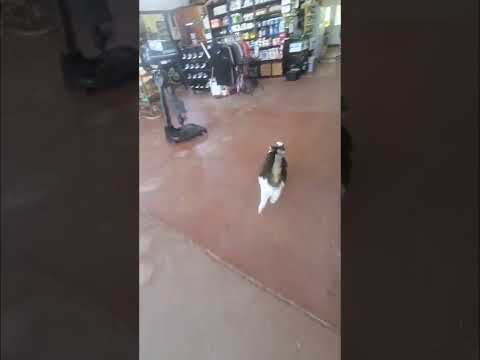 World's fastest Fat Cat!!!