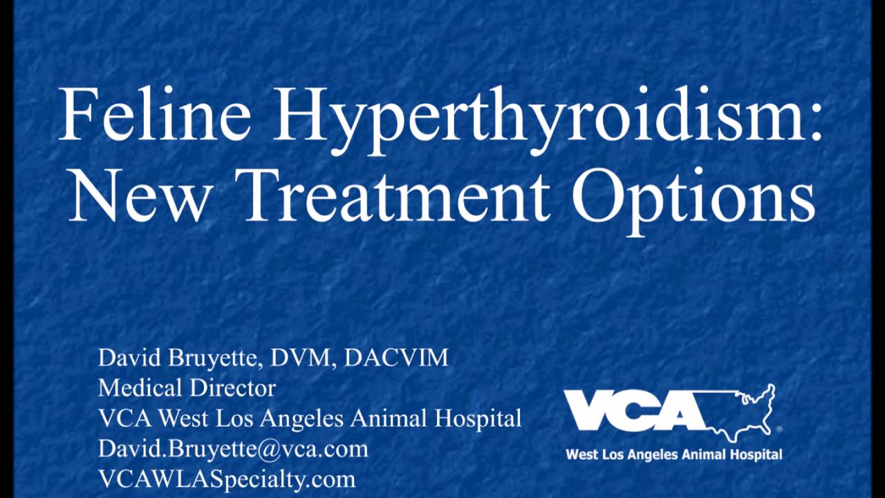 Feline Hyperthyroidism New Treatment Options (Podcast)