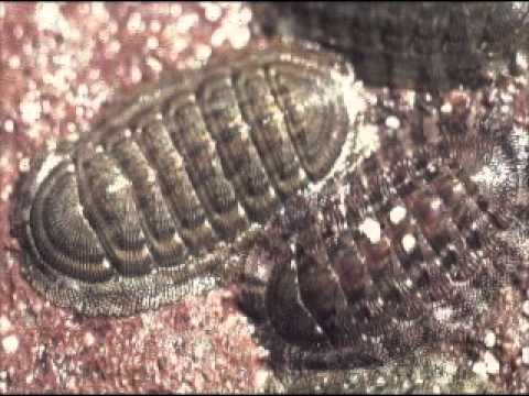 M&M Naturalist episode