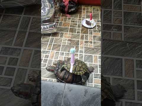 π’ Happy birthday to meπ’ #turtle #brazilianturtle #Shorts #petsstudio