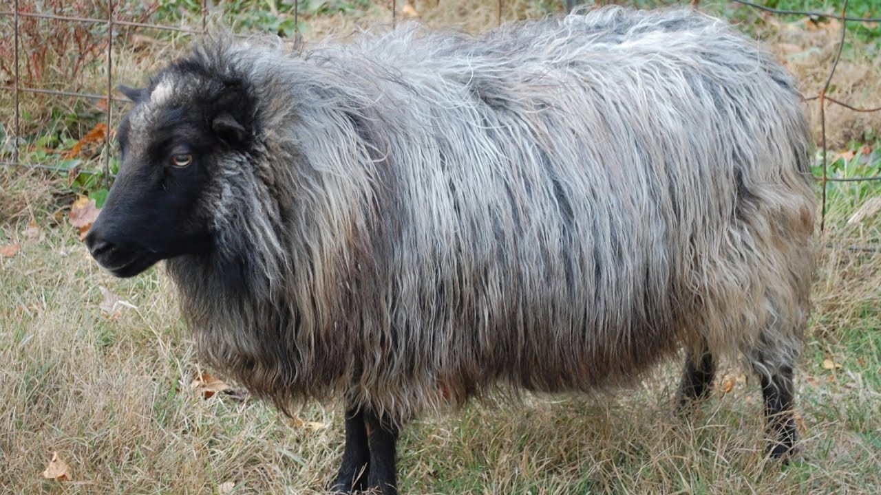 Icelandic Sheep | Ancient Grass Based Genetics
