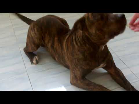 Bully Max best product
