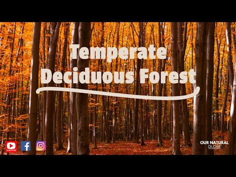 Everything you need to know about Temperate Deciduous Forests!