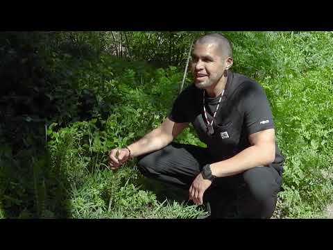 Native To Right Here: the plants, animals, and people of Tuushtak