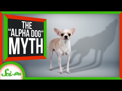 No, Your Dog Doesn't Think You're the "Alpha"