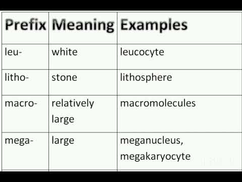 Prefixes ( Biology )