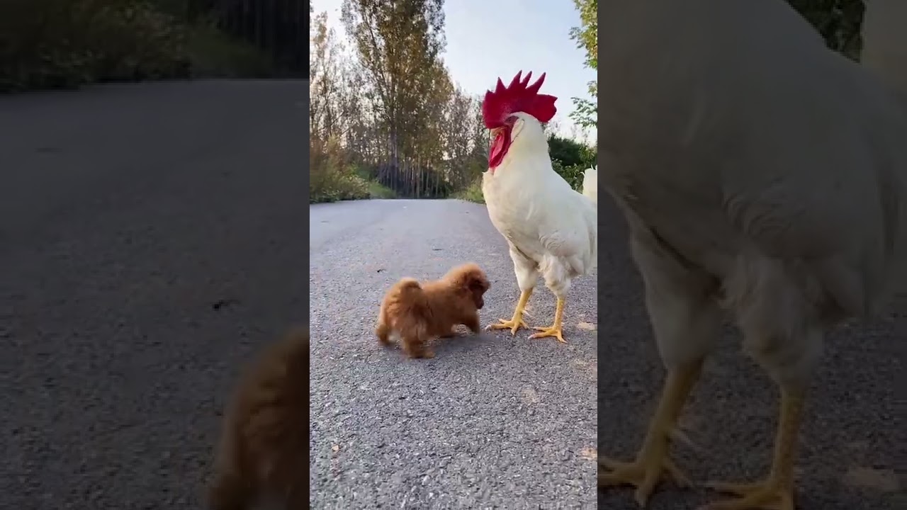 Soccer Rooster kicks balls but is gentle with puppy