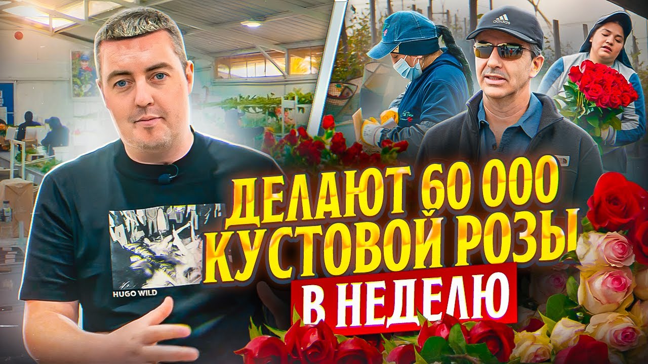 60 000 эквадорской кустовой розы в неделю?
