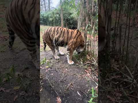 A roaring Siberian Tiger at the Bronx Zoo