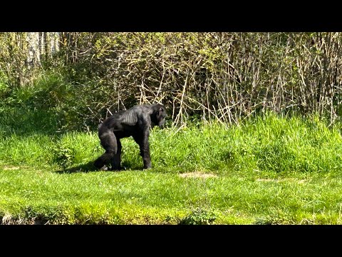 Chimpanzee - Whipsnade Zoo