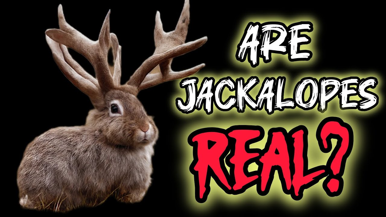 The Strange History of the Jackalope