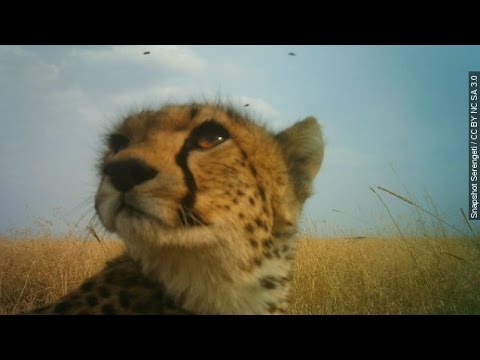 Classifying Cat Pictures Could Lead To Smarter Computers
