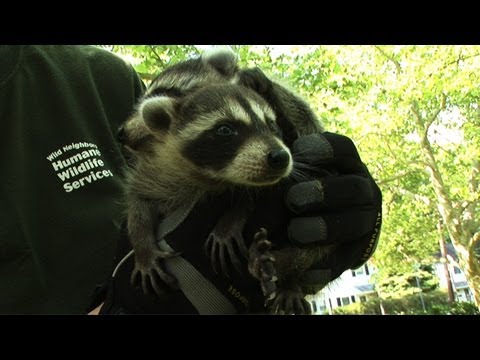 Humane Wildlife Services