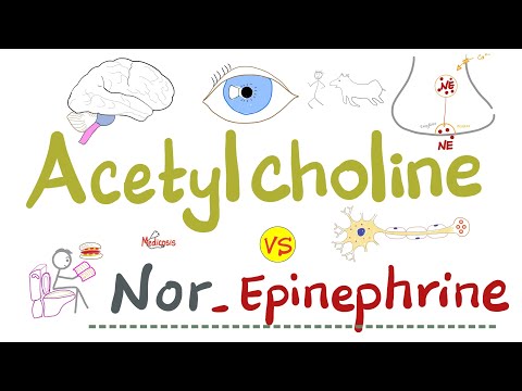 Acetylcholine (A.Ch) vs Nor-Epinephrine (Nor-Epi) - PANS vs SANS - Physiology and Pharmacology