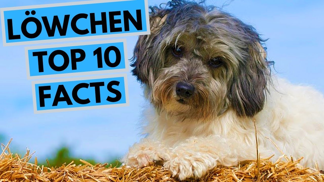Lowchen - TOP 10 Interesting Facts