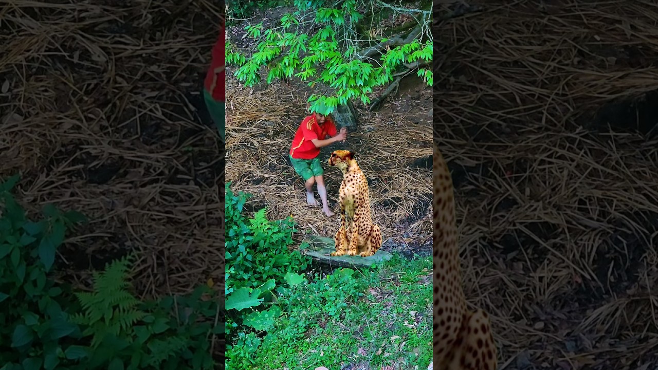 Leopard #621 #youtubeshorts