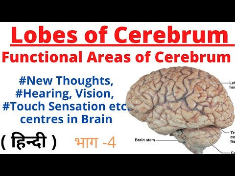 Lobes of Cerebrum in hindi I Functional Areas of Cerebrum I Cerebral cortex I