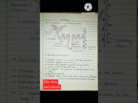 Diagram Of Nephron And Its Function #learneasilywithme #trendingshorts#education