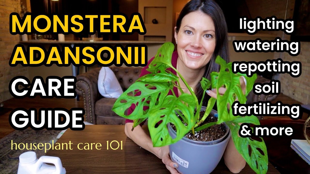 COMPLETE Monstera Adansonii Care (Swiss Cheese Plant) - Houseplant Care 101