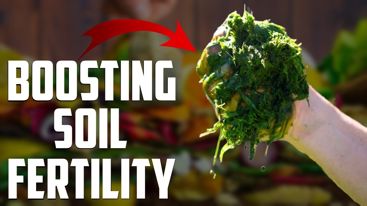 5 Easy Ways How to Increase Soil Fertility