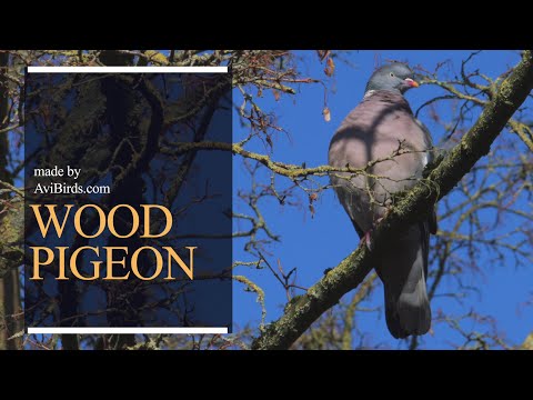 Wood Pigeon [Columba Palumbus]