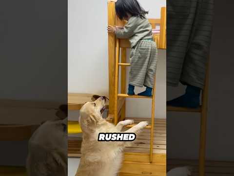 This proves Golden Retrievers are the best dogs for kids β€οΈ