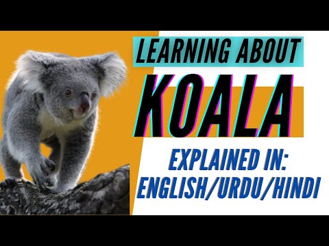 Koala Video| Learn Chinese| Urdu/English/Hindi