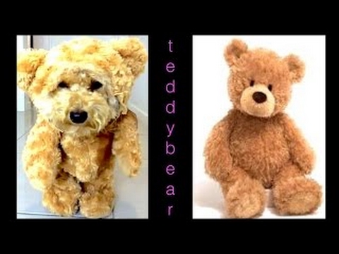 How to make TEDDY BEAR DOG COSTUME MUNCHKIN OUTFIT - DIY Dog Craft by Cooking For Dogs